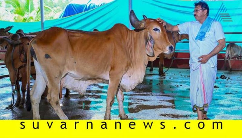 60 ಹಸು, 1000 ಲೀ ಹಾಲು;ಹಸು ಸಾಕಿದರೆ ಲಾಭವುಂಟು! | Karkala Based Farmer ...
