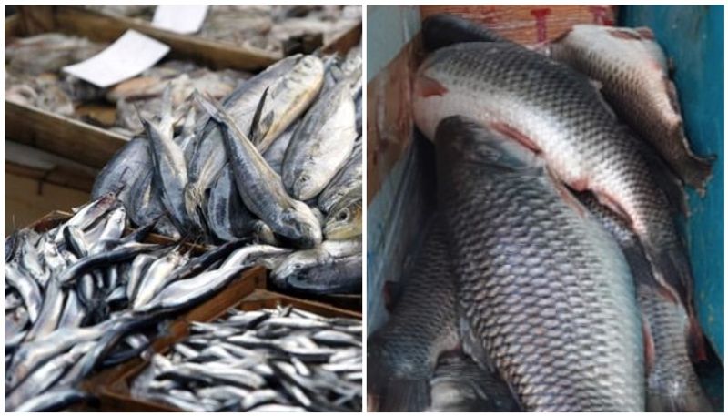 ഓപ്പറേഷൻ സാഗർ റാണി, വാളയാറില്‍ നിന്നും പിടികൂടിയത് 3,500 കിലോ പഴകിയ ...