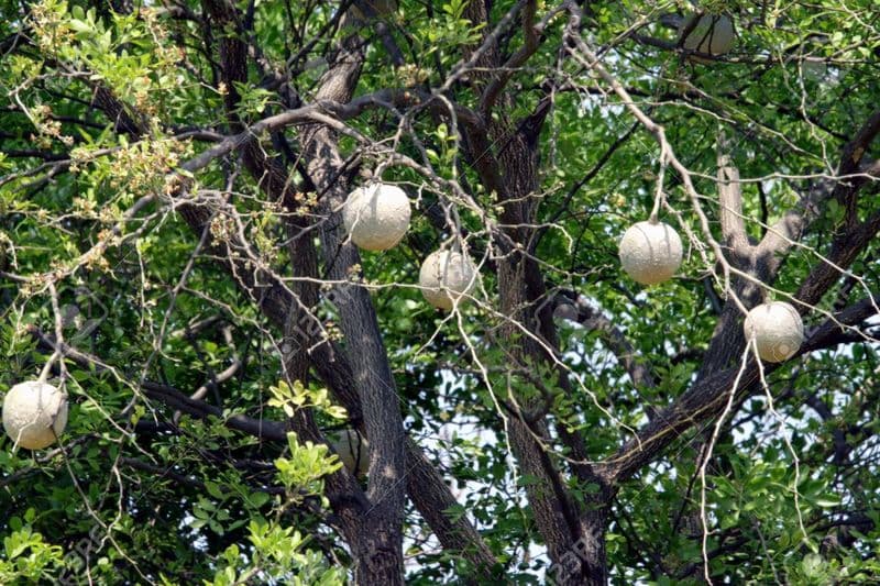 വിളങ്കായ് അഥവാ വുഡ് ആപ്പിള്‍ ; മഴ കുറവുള്ള സ്ഥലങ്ങളില്‍ വളരുന്ന പഴം ...