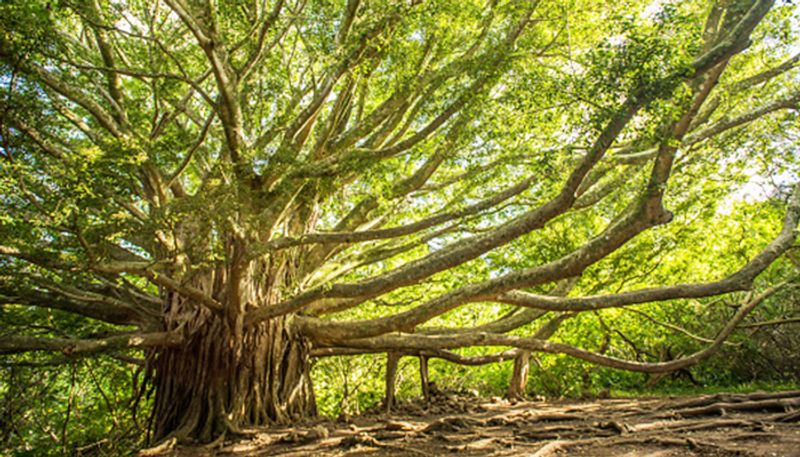 The magnificence of the world’s oldest banyan tree located in Kolkata ...