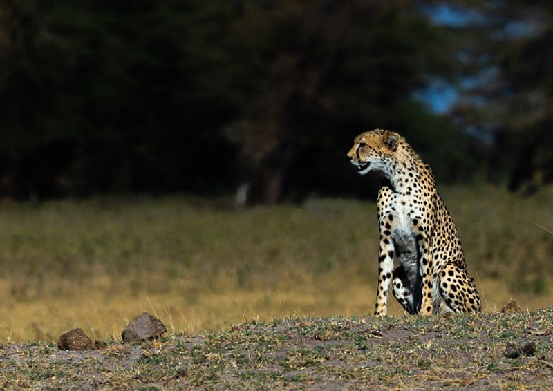 Once a dreaded dacoit, Ramesh Sikarwar is today a 'Cheetah Mitra' - Asianet Newsable