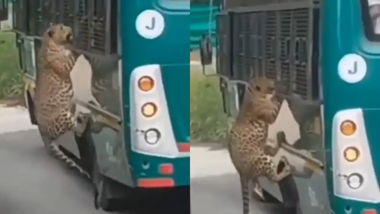 Bengaluru: Leopard Attacks Safari Bus at Bannerghatta Biological Park ...