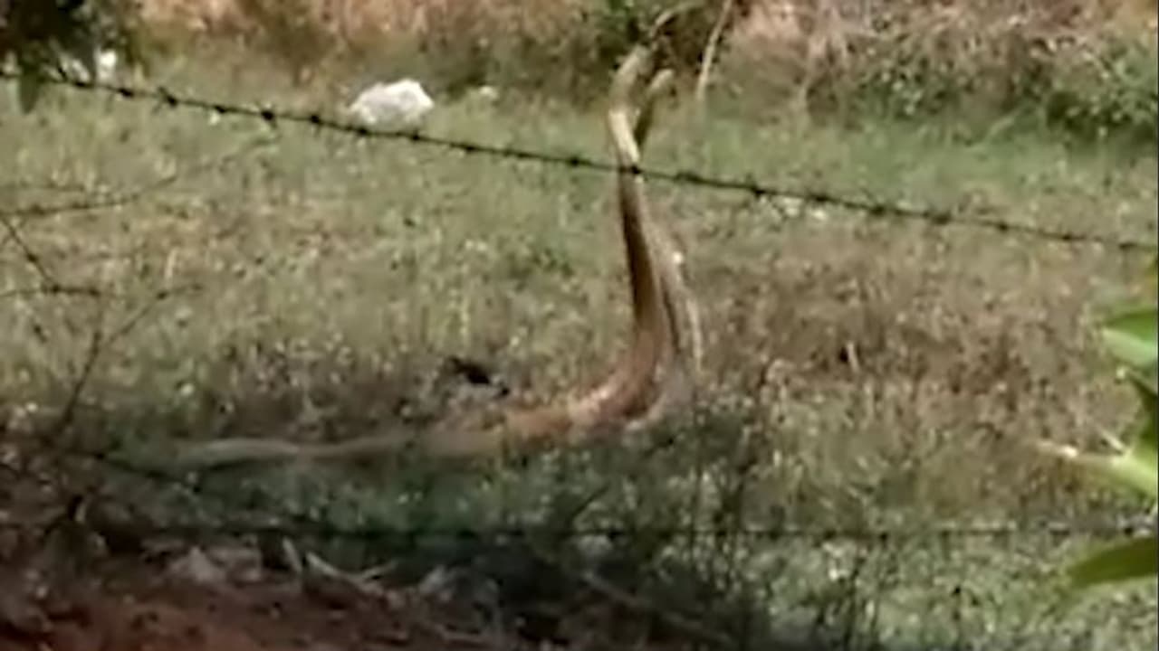 Rare video of two snakes mating captured in Bengaluru | Asianet Newsable