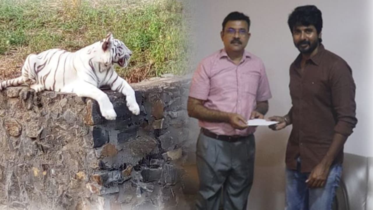Tamil actor Sivakarthikeyan adopts white tigress, here's how you can do ...