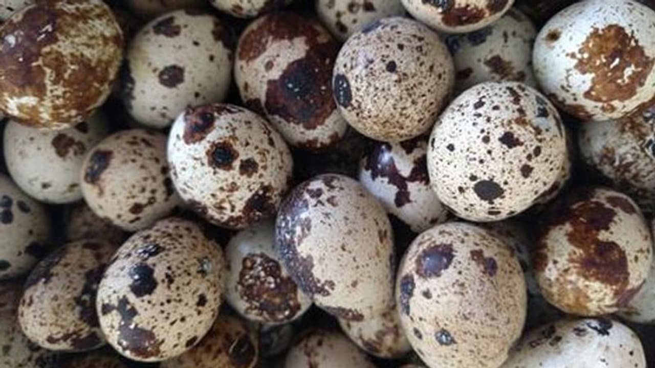 ദിവസവും കാടമുട്ട കഴിച്ചാലുള്ള ഗുണങ്ങൾ | Health Benefits Of Quail Eggs ...