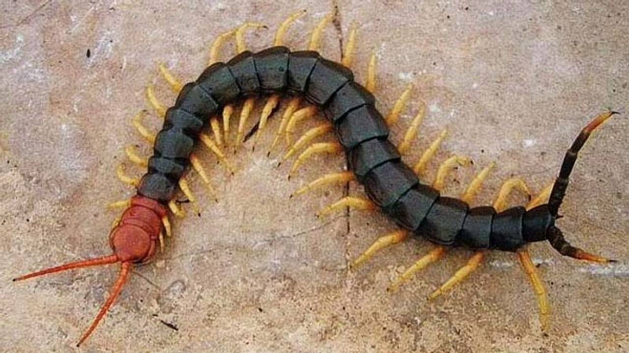 Tips To Remove Centipedes From Bathroom In Monsoon Season In Tamil ...