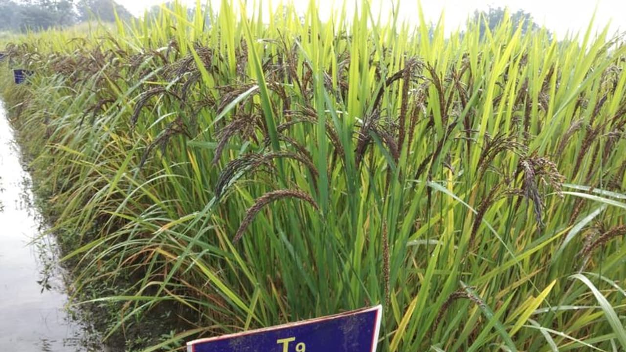 Naxal-hit Bastar becomes hub of 'black rice' | Naxal Hit Bastar Black ...