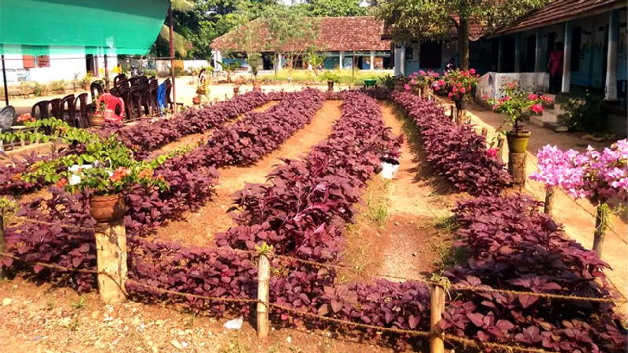 അധ്യയനത്തിനൊപ്പം കൃഷിയിലും നൂറുമേനി കൊയ്ത് കാര്‍ത്തികപള്ളി ഗവണ്‍മെന്‍റ് ...
