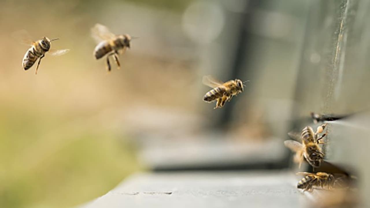 9 people injured in honey bee sting: മരത്തിൽ നിന്നും കൂട്ടത്തോടെ ഇളകി ...