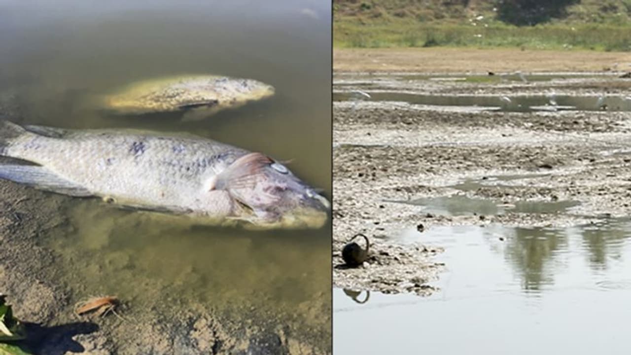 Byrasandra lake in Bengaluru on the verge of extinction | Asianet Newsable