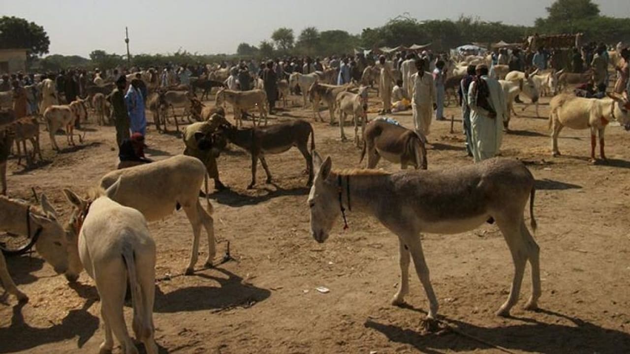 पाकिस्तान में गधों के मेले में बिक रहे हैं एके-47 और परमाणु बम | Ak 47 ...