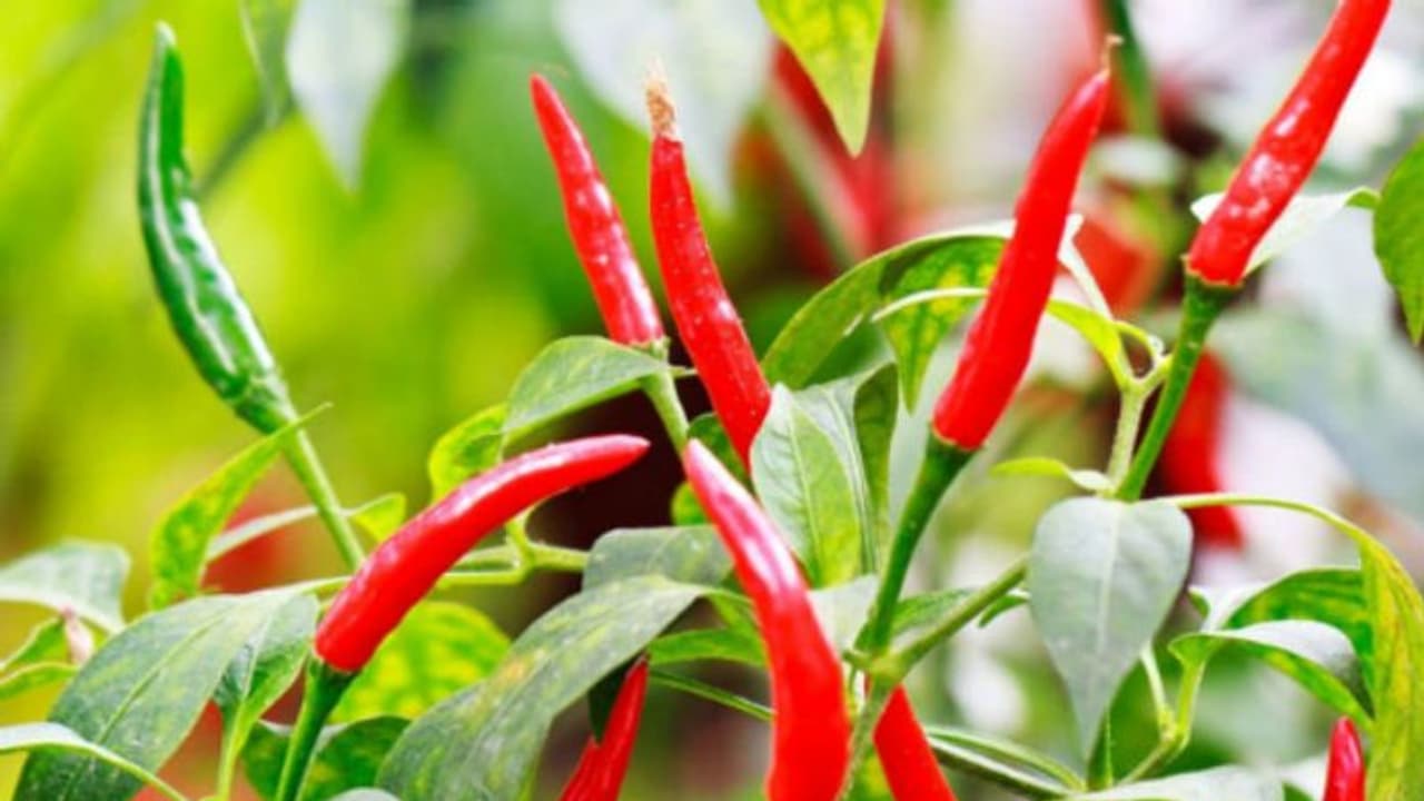 Green Chilli Versus Red Chilli | ಹಸಿ ಮೆಣಸು vs ಕೆಂಪು ಮೆಣಸು: ಆರೋಗ್ಯಕ್ಕೆ ...