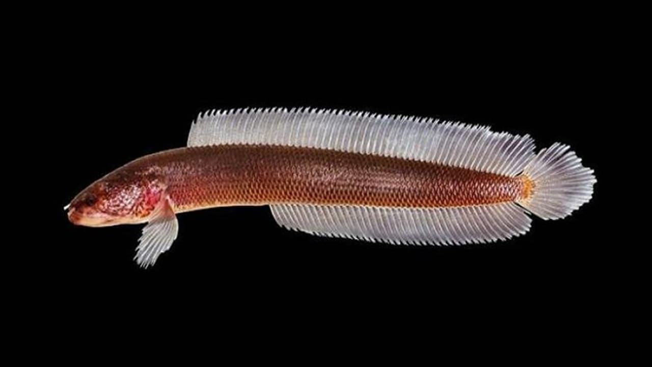 കേരളത്തിൽ നിന്നും ഇതാ പുതിയൊരിനം പാമ്പിൻ തലയൻ മത്സ്യം : പേര് 'ഗോള്ളം ...