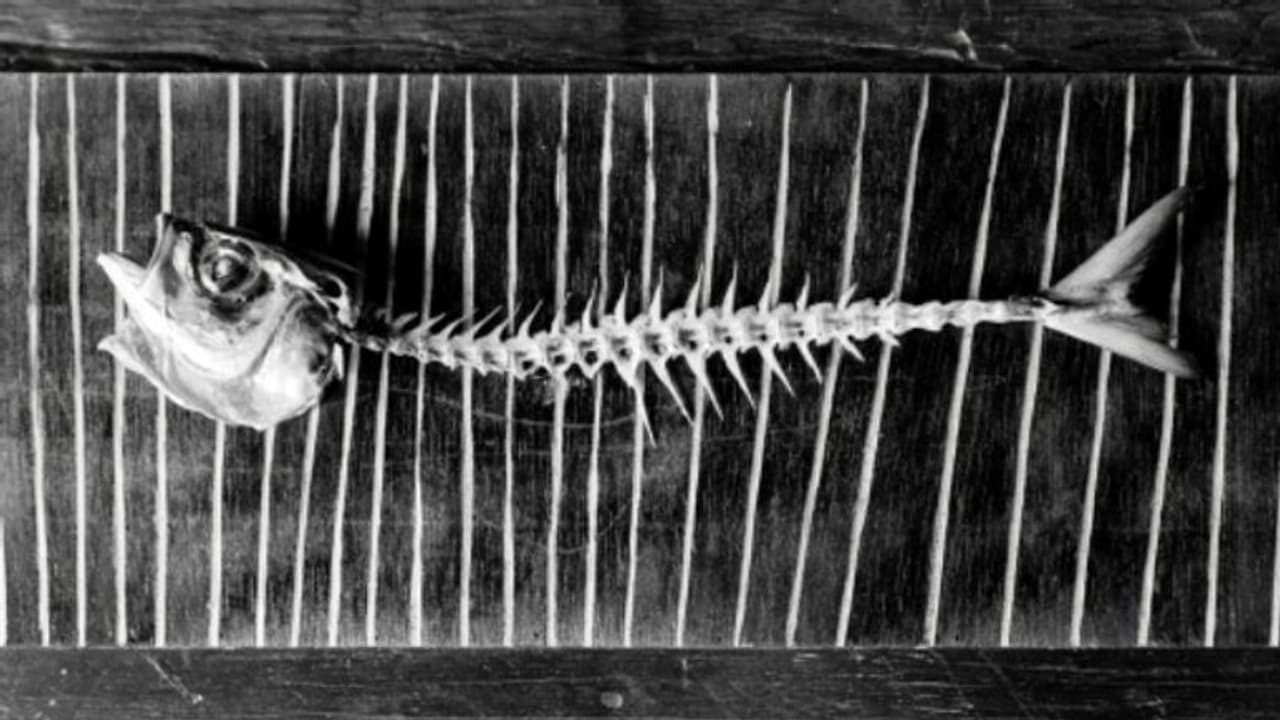 How to dislodge a fish bone stuck in your throat | How To Dislodge A ...