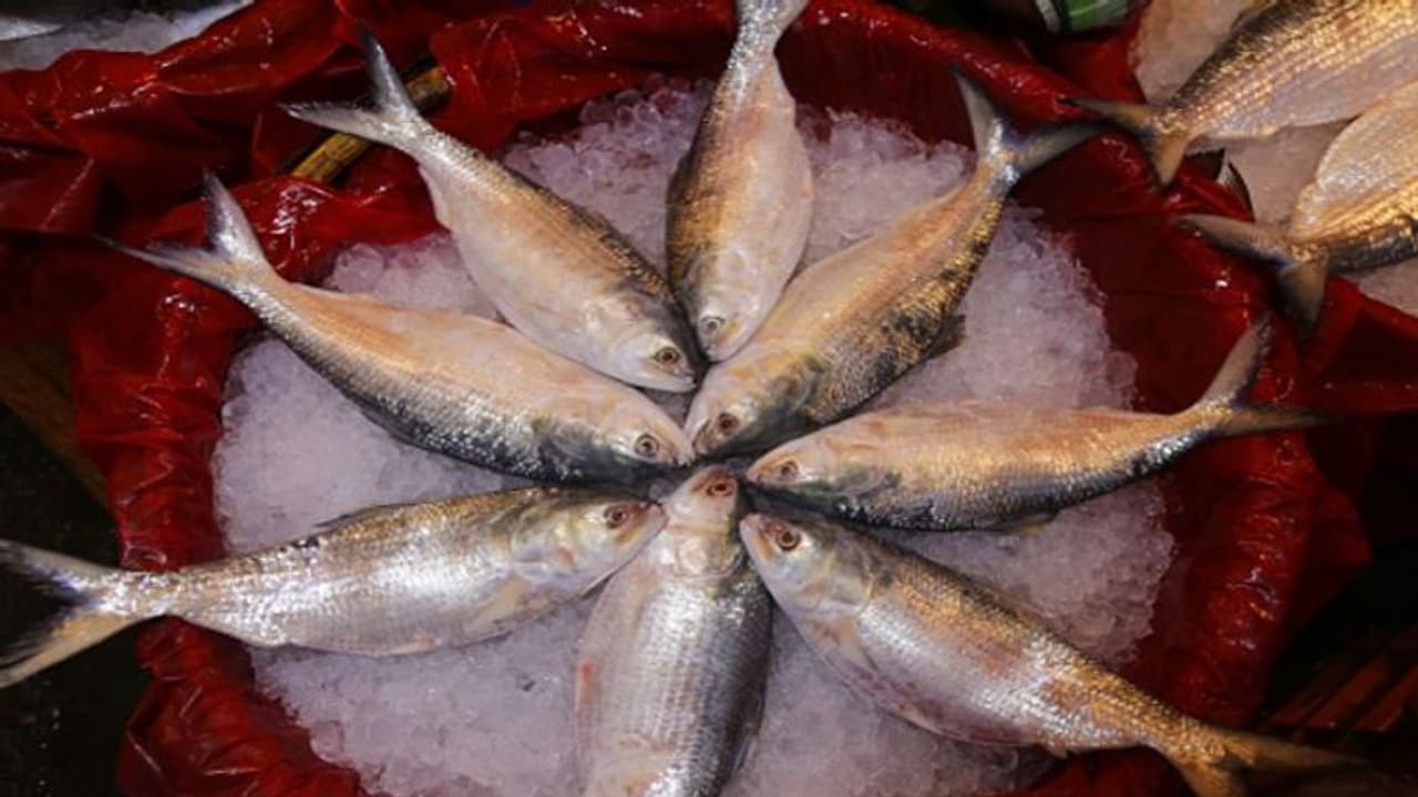 Know Ilish fish price per kg in Kolkata, Delhi, Bengaluru, Mumbai and ...