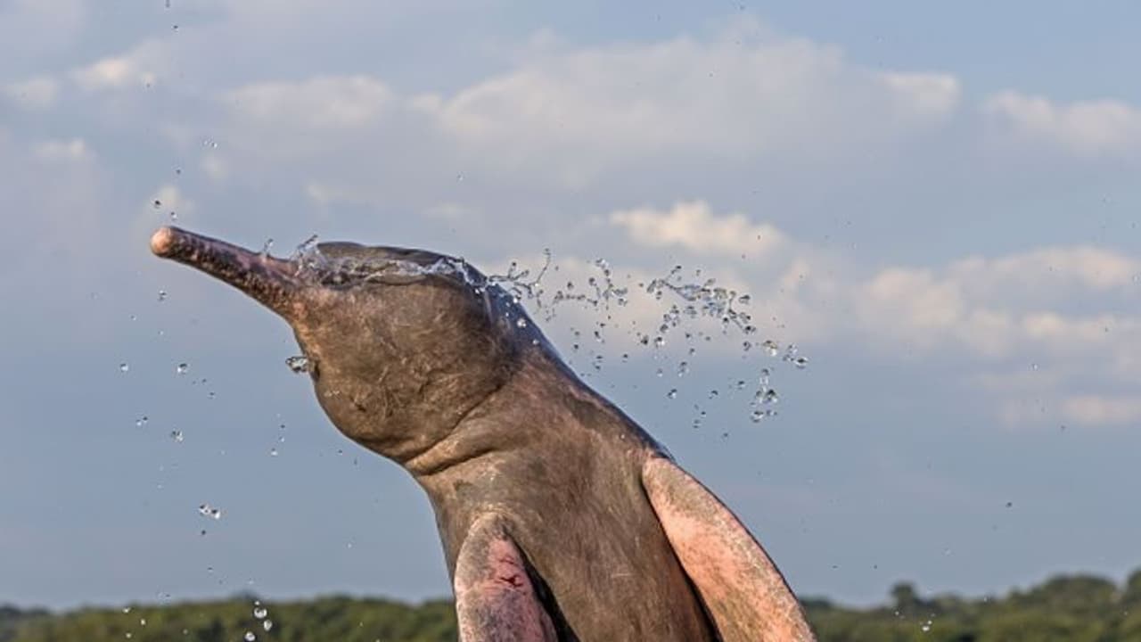 project dolphin find out 6,237 dolphin in indian rivers'പ്രൊജക്റ്റ് ...