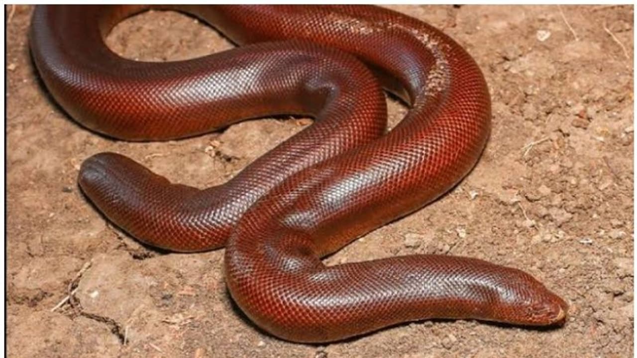 Madhya Pradesh: Red sand boa snake worth Rs 1.25 crore rescued ...