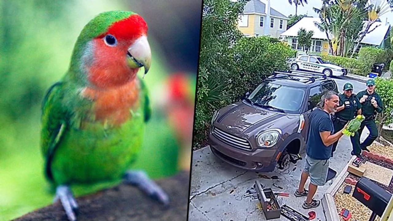 Pet parrot Rambo calls for help from cops, here's what happened next ...