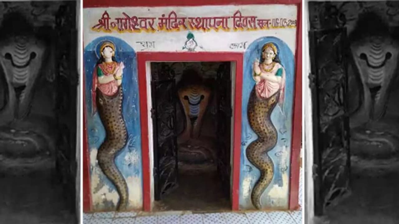 कितना भी जहरीला हो..लेकिन इस गांव के लोगों को नहीं काटता सांप, जानिए ...