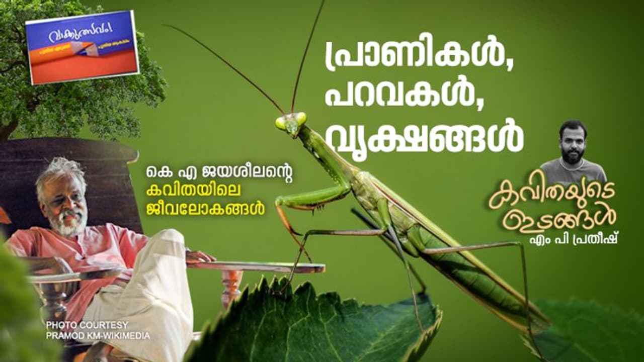 കെ. എ ജയശീലന്റെ കവിതയിലെ ജീവലോകങ്ങള്‍.| Literature kavithayile idangal ...