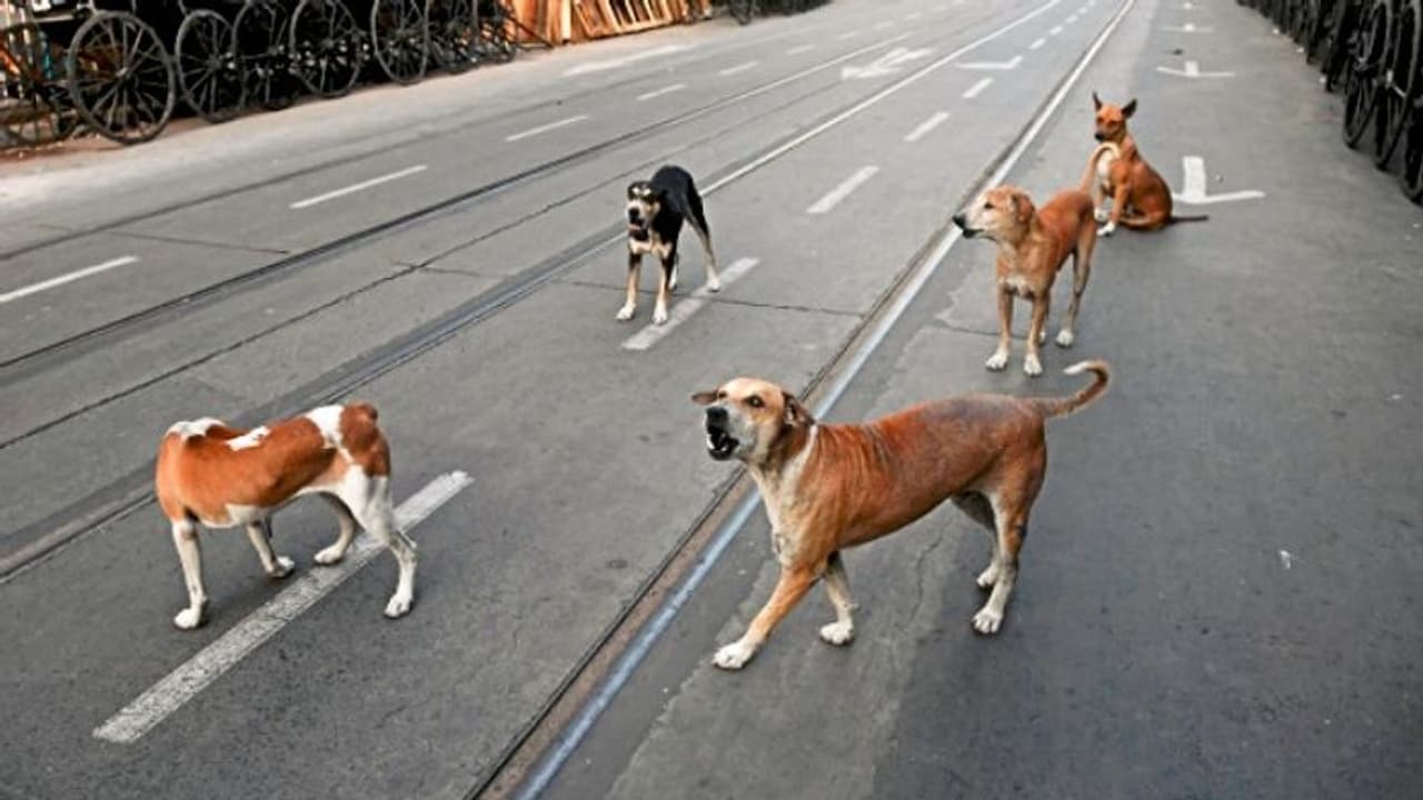 Supreme Court Order on Stray Dogs Draws Praise and Protest: Who Said ...