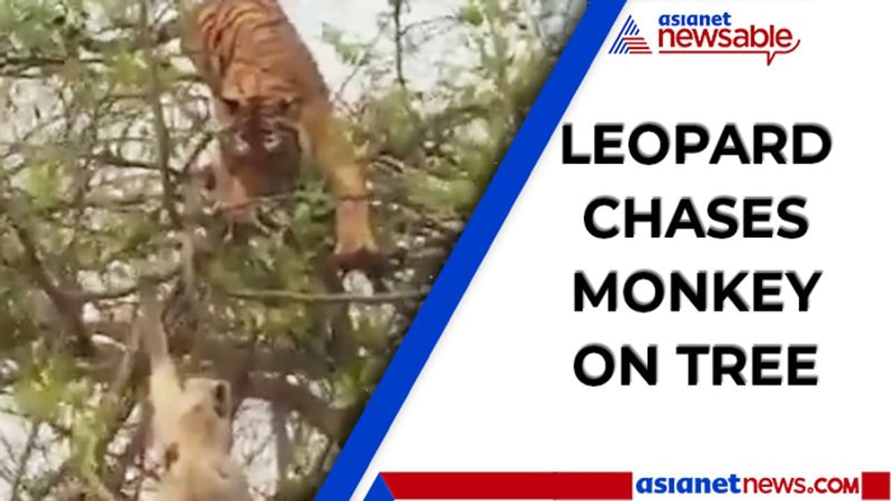 Watch: Leopard chases monkey on tree; video goes viral | Asianet Newsable