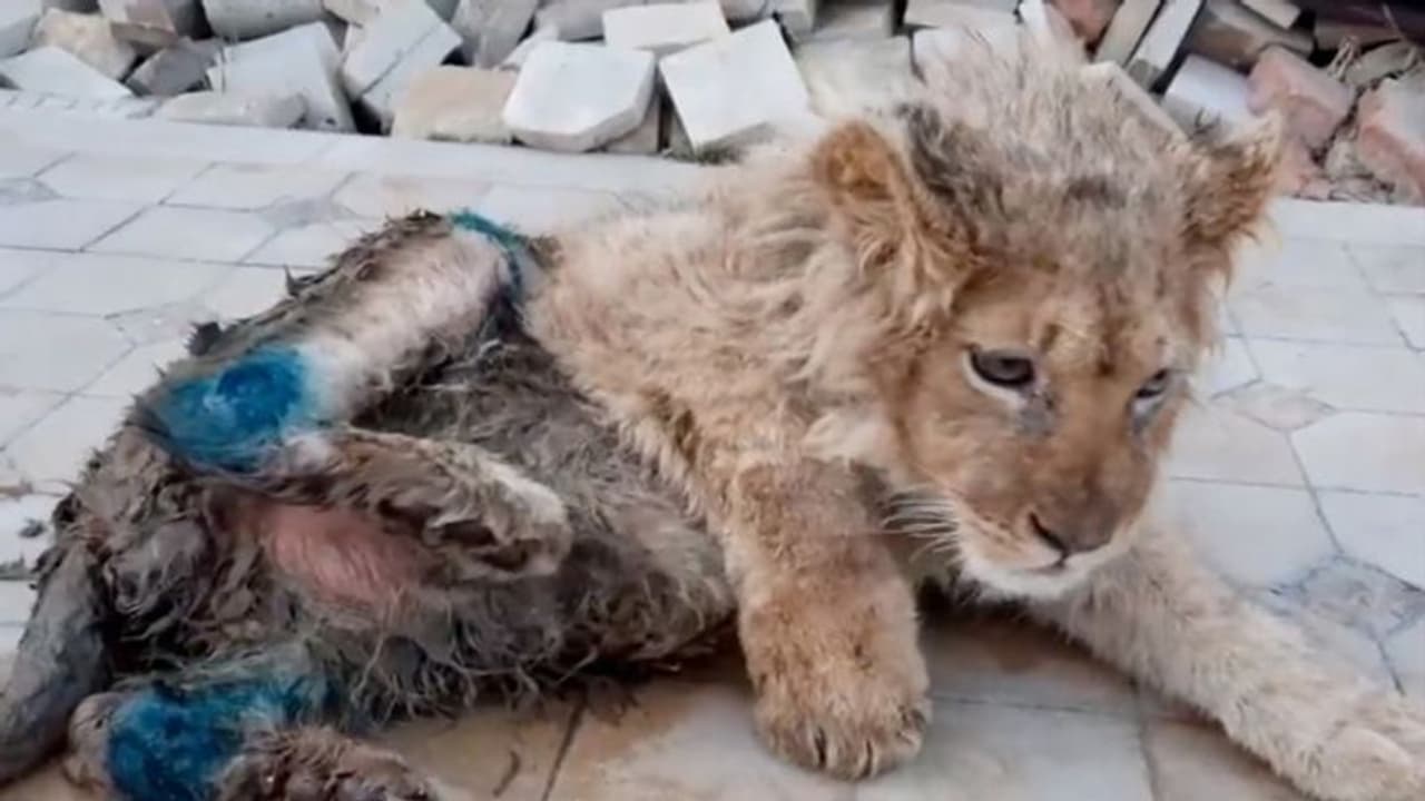 मर गई इंसानियत! बेजुबान शावक के तोड़ दिए पैर, हमेशा के लिए बना दिया ...