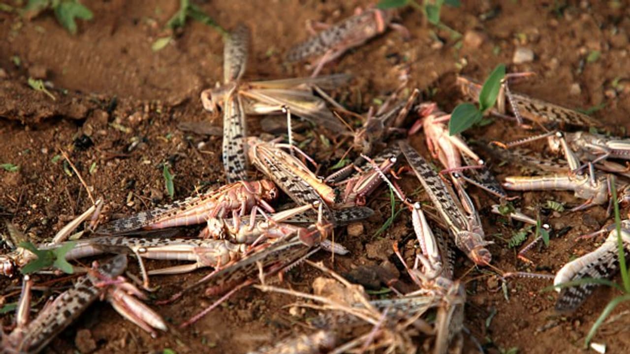 Worst locust attack in three decades sees India, Pakistan cooperate in ...
