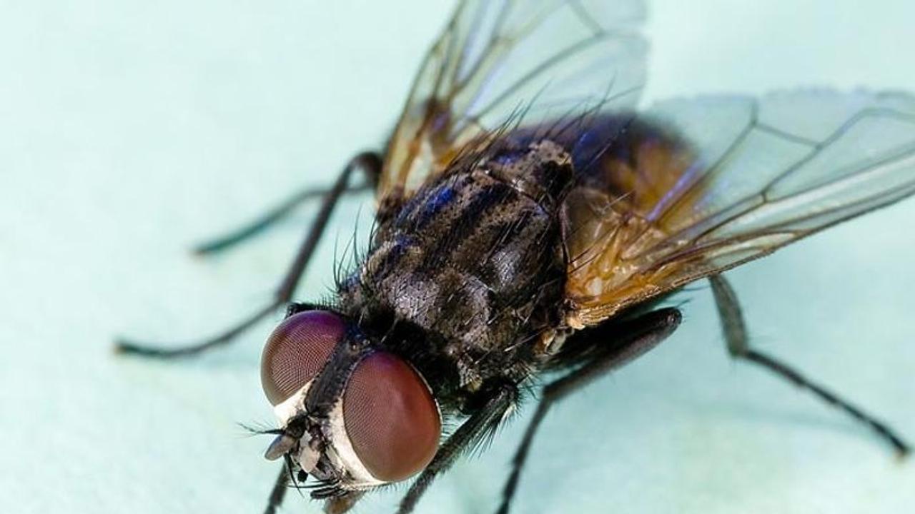 How To Get Rid Of Small Flies In Kitchen: भिनभिनाहट खत्म! किचन को मक्खी ...