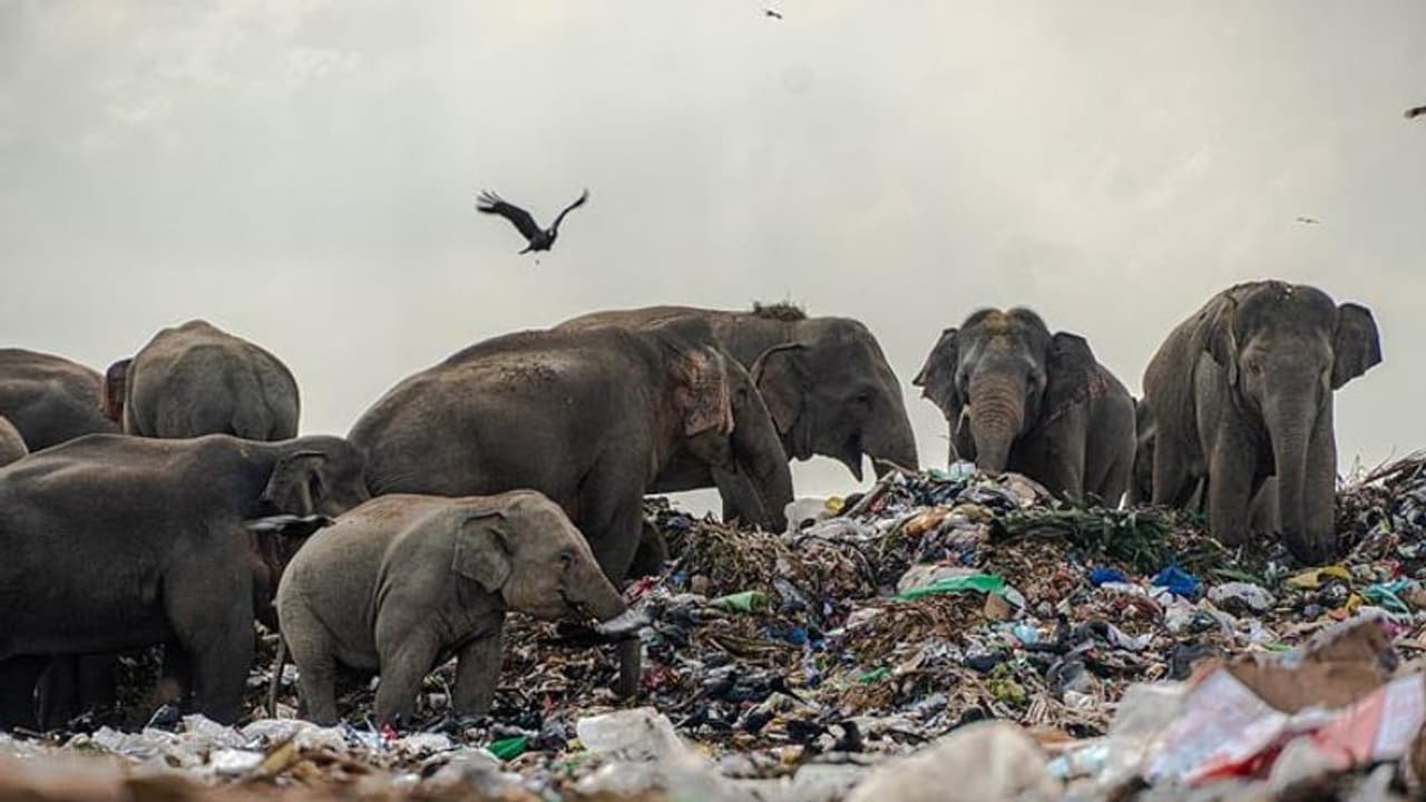 लालची इंसानों ने छीन लिया हाथियों का जंगल, पेट में हरे-हरे घास नहीं, अब ...