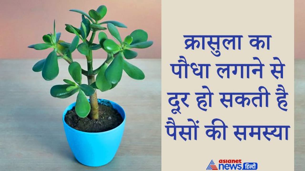 घर में लगाएं कुबेराक्षी यानी क्रासुला का पौधा, दूर होगी निगेटिव एनर्जी ...