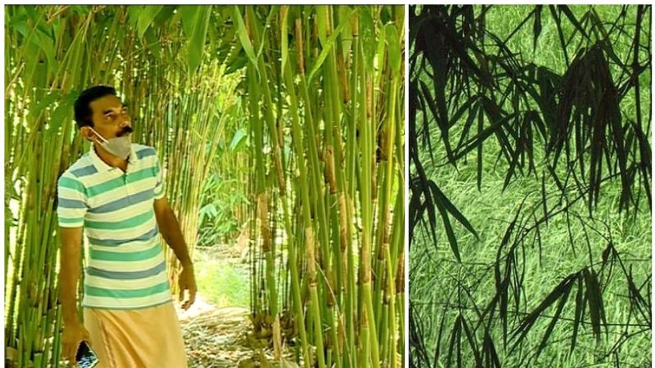 ഒരേക്കറിൽ നിന്ന് 12 ലക്ഷം വരുമാനം; 'ഓട' കൃഷി ചെയ്ത് കർഷകൻ | farmer ...