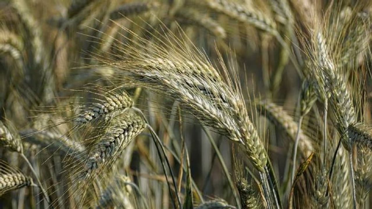 പരുക്കന്‍ ധാന്യമാണെങ്കിലും വരക് പോഷകഗുണത്തില്‍ കേമന്‍ | rye farming how ...
