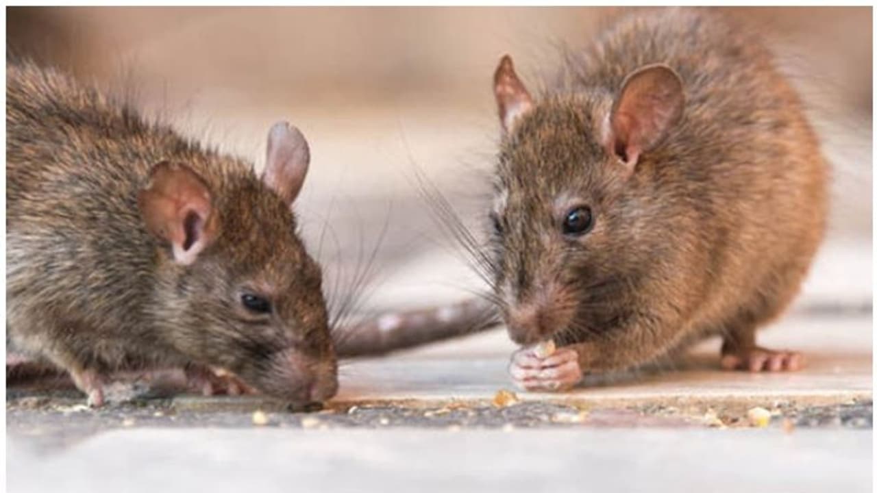 എലിപ്പനി എങ്ങനെ പടരുന്നു ? ലക്ഷണങ്ങൾ എന്തൊക്കെ ? പ്രതിരോരോധ മാർ ഗങ്ങ ...