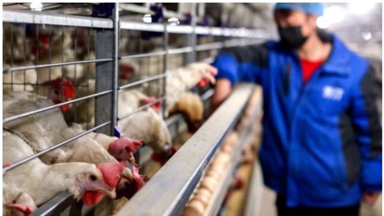 Bird Flu मुळे जगात पहिला मृत्यू, जाणून घ्या H5N2 बद्दल सर्वकाही ...