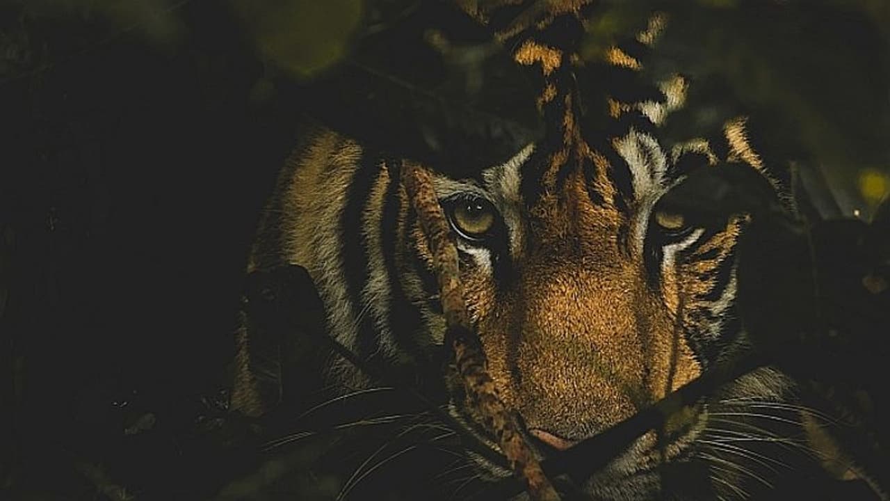 Danger lurks beyond Tiger territory: 40% big cats on the prowl in ...