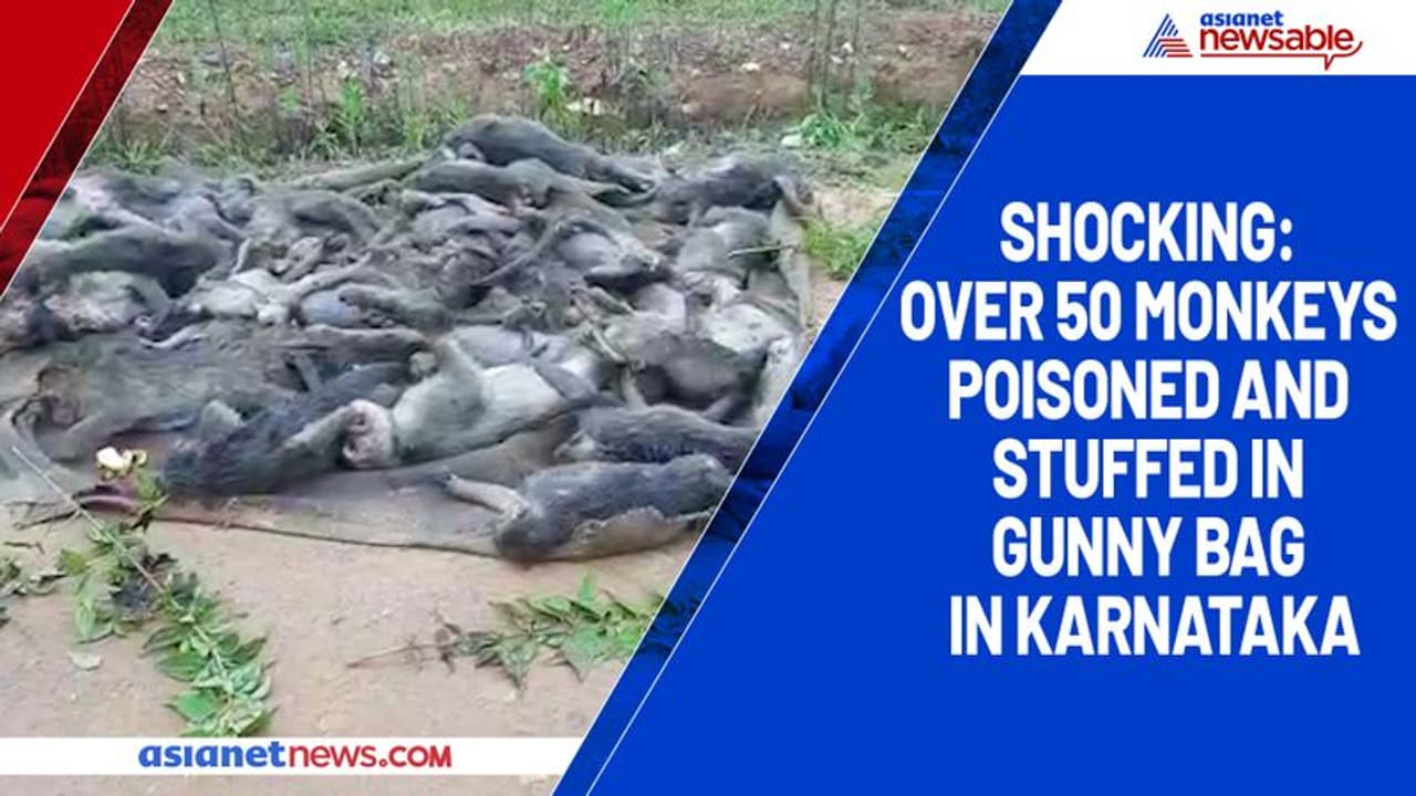 Shocking: Over 50 monkeys poisoned and stuffed in gunny bag in ...