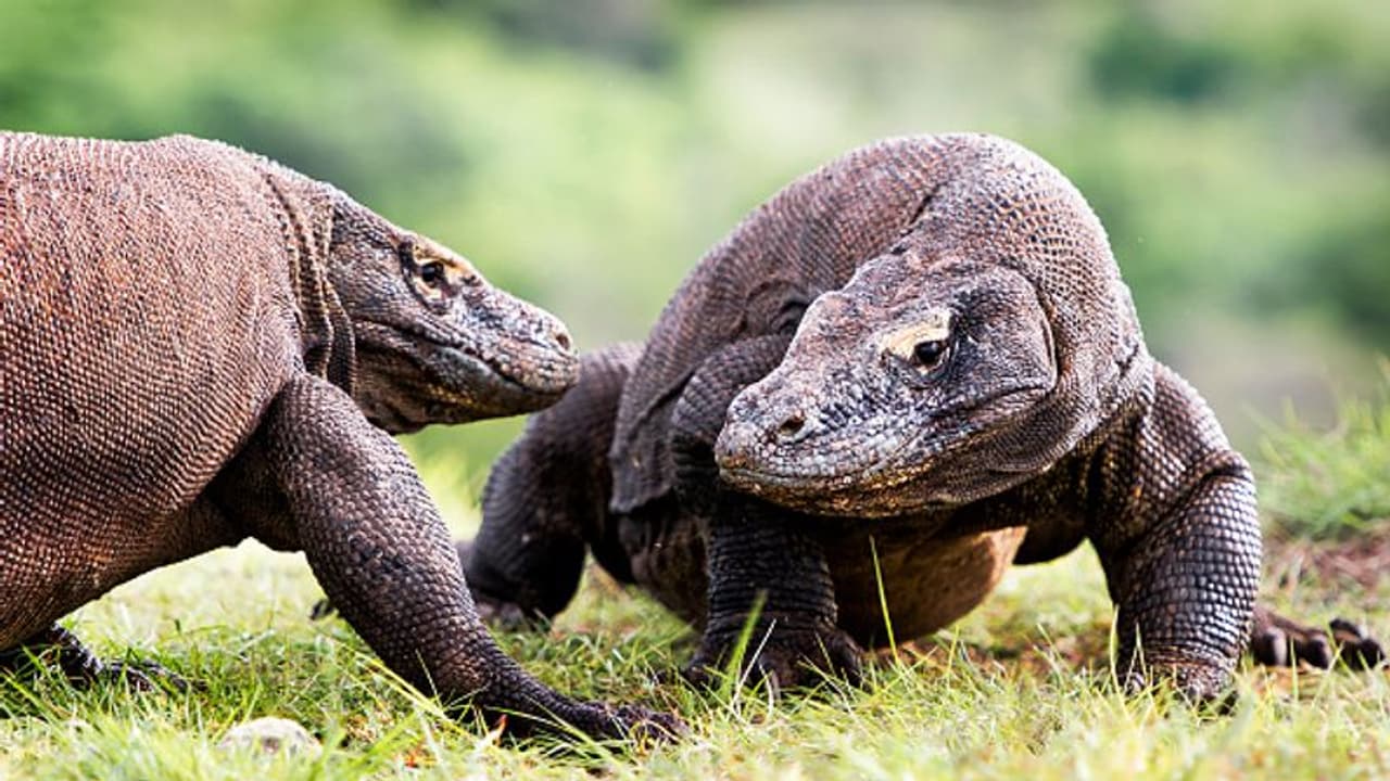 Parthenogenesis: ఈ జంతువులు జత లేకుండానే సంతానం పొందుతాయి..అవేంటో ...