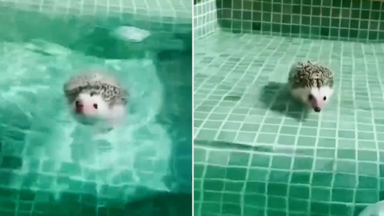 Watch: Here's an adorable video of hedgehog swimming in a pool; clip ...