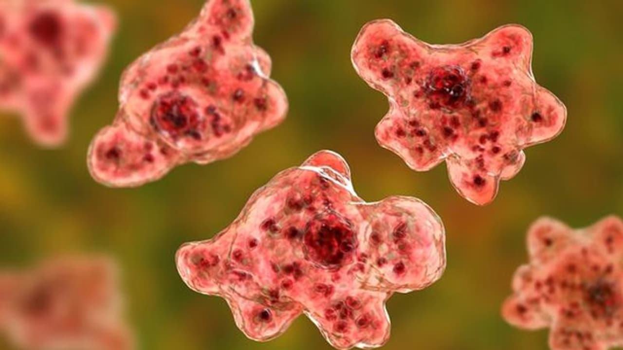 Amoeba Infection Deadlier Than COVID-19 Claims 3 Lives in Kerala: Know ...
