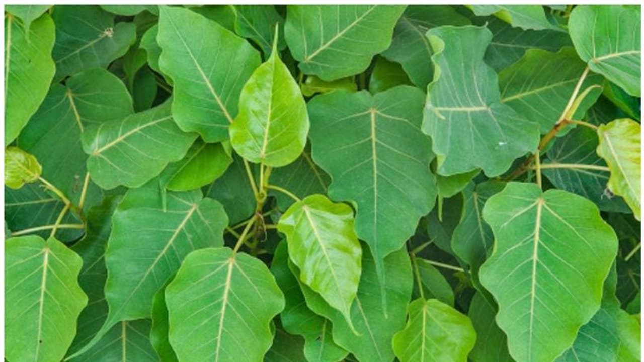 రావి ఆకుపై పేరు రాస్తే ఆ వ్యక్తిని వశీకరణ చెయ్యొచ్చా.. అసలు నిజాలు ...