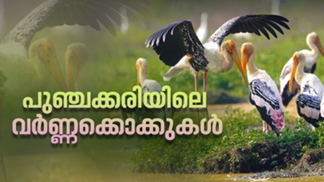 കാലം തെറ്റി പുഞ്ചക്കരിയിലെത്തിയ വര്‍ണ്ണക്കൊക്കുകള്‍ | painted stork ...