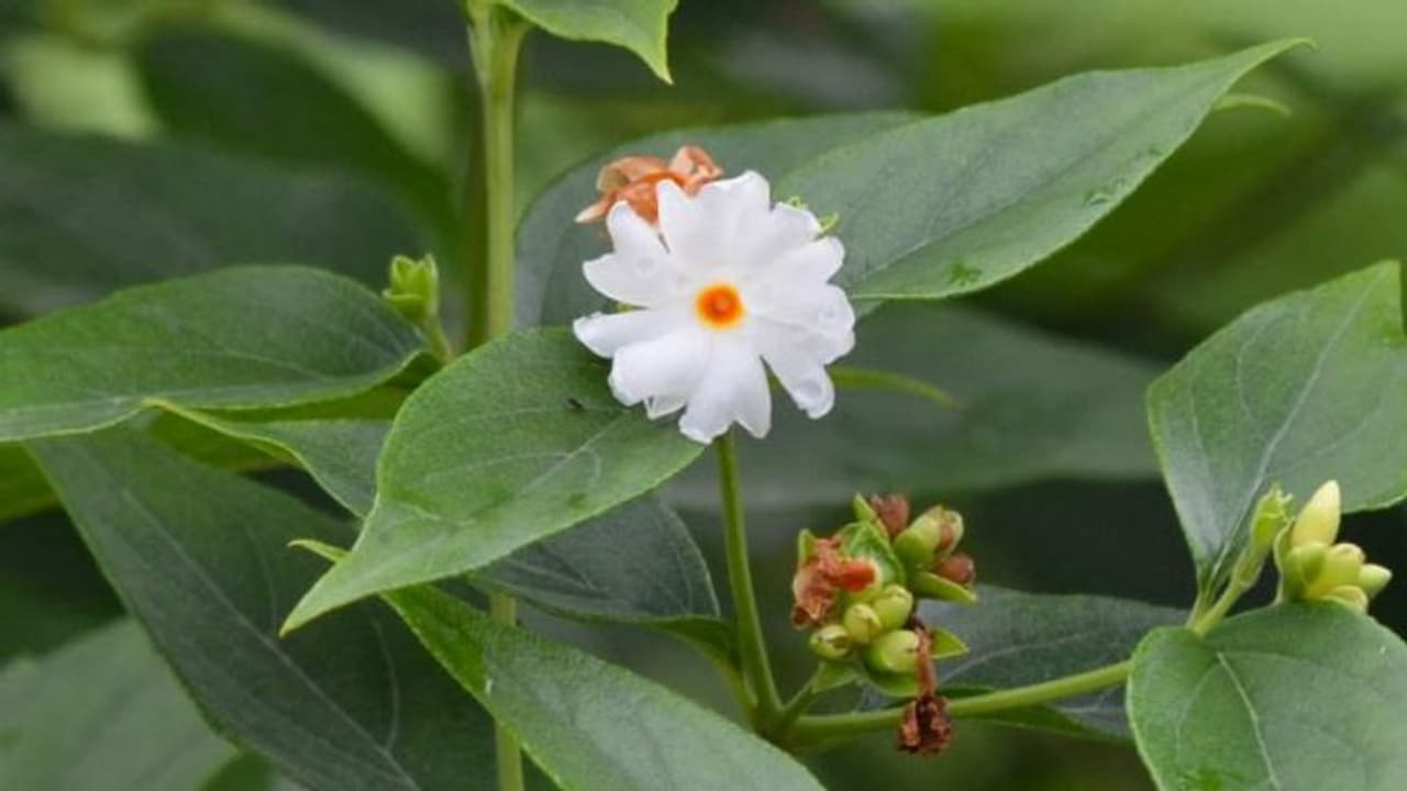 വീട്ടിൽ പവിഴമല്ലി ഉണ്ടായാൽ ഐശ്വര്യം | Everything You Need to Know About ...