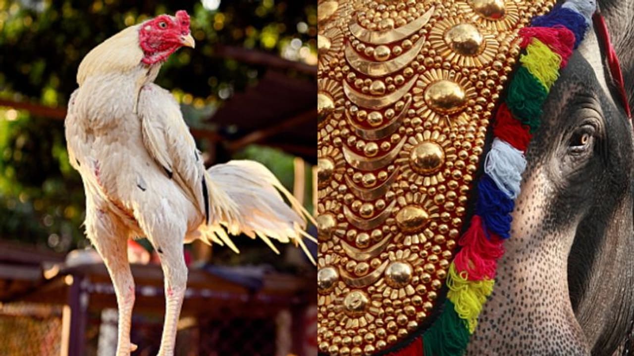 തൃശൂരില്‍ പൂവന്‍ കോഴികളെ കണ്ട് ഭയന്ന് കൊമ്പന്‍ ശ്രീക്കുട്ടന് ...