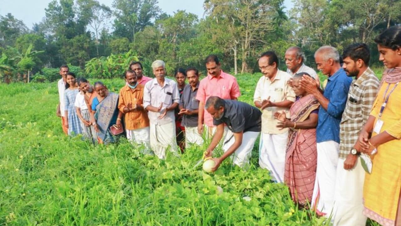 Shamam Fruit : കഞ്ഞിക്കുഴിയിലെ ചൊരിമണലില്‍ ഷെമാമും വിളഞ്ഞു | Shamam ...