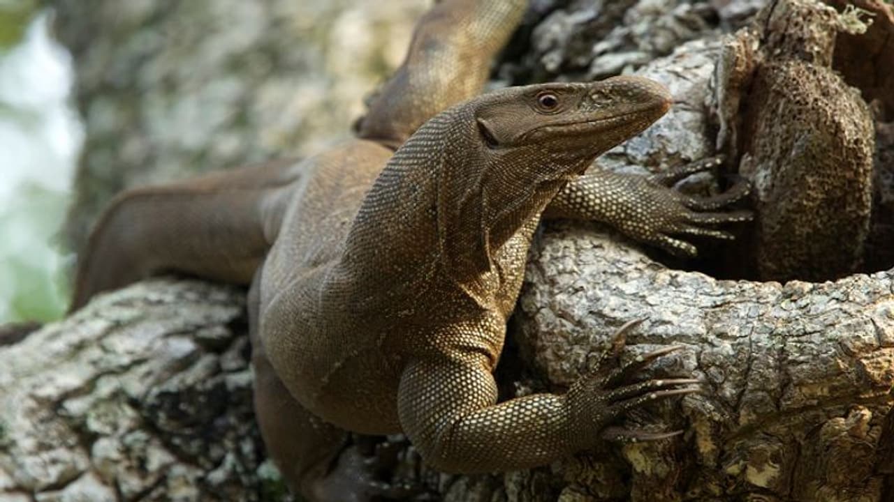 Four arrested for gang-raping Bengal monitor lizard in Maharashtra ...