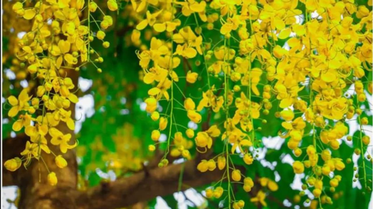 Vishu's Golden Emblem: The sacred beauty of Konna flowers | Asianet ...
