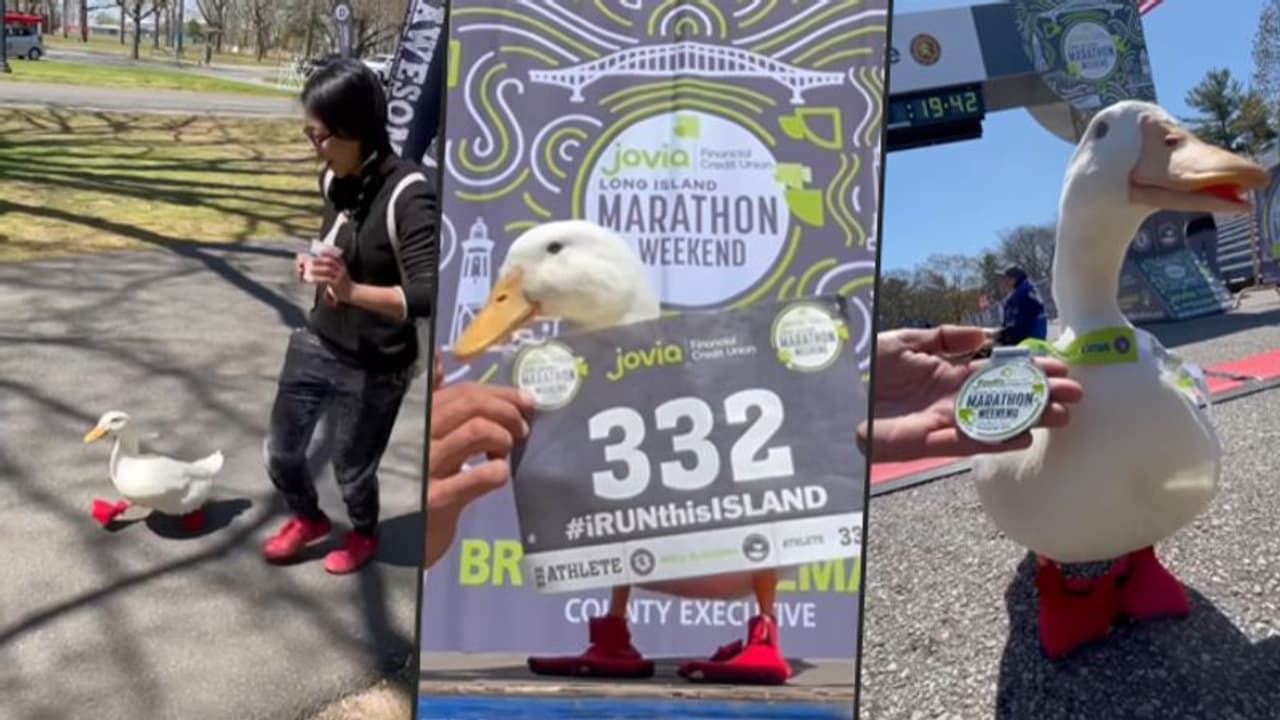Watch: Duck runs marathon in New York; wins a medal | Asianet Newsable