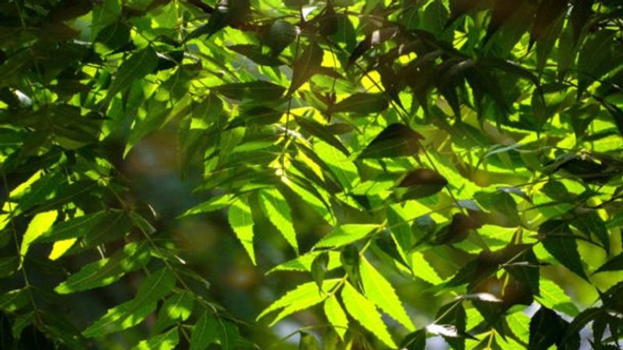 What is the spiritual benefit of neem tree? rsl | What Is The Spiritual ...