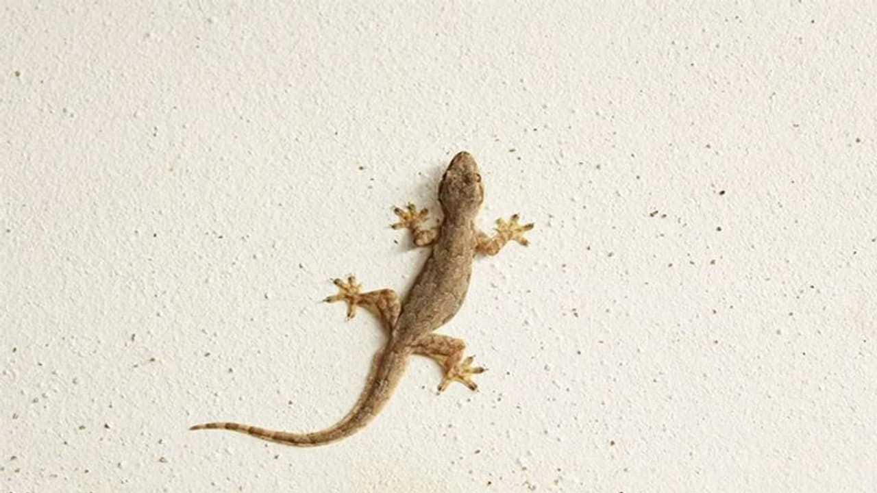 ఇలా చేస్తే మీ ఇంట్లో ఒక్క బల్లి కూడా ఉండదు.. | How To Throw Lizard Out ...